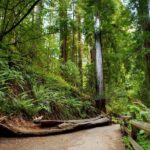 Redwood Retreat: Tour to Muir Woods from San Francisco - The Charm of Sausalito