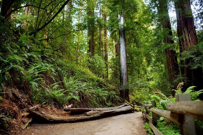Redwood Retreat: Tour to Muir Woods from San Francisco - The Charm of Sausalito
