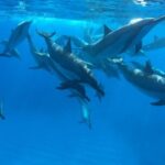 Reef Snorkel under the Captain Cook monument in Kealakekua Bay - Practical Aspects: What You Need to Know