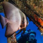 Refresher scuba diving trip, 3 dives at Racha Noi and Racha Yai - What Are the Highlights of This Phuket Refresher Trip?