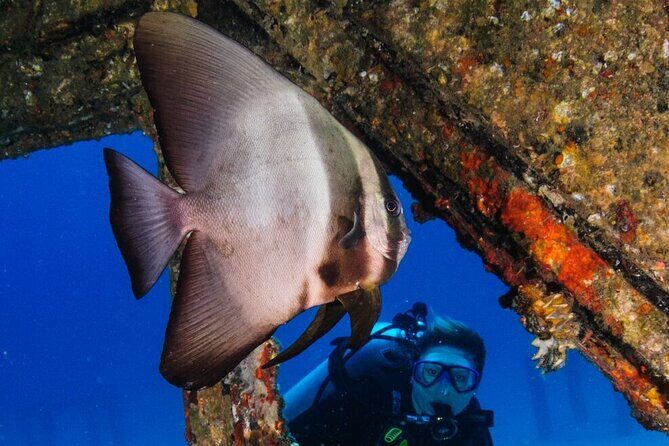 Refresher scuba diving trip, 3 dives at Racha Noi and Racha Yai - What Are the Highlights of This Phuket Refresher Trip?