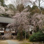 Relaxed Nara Tour from Osaka: Hasedera and Muroji Temples - What Travelers Say and Why It Matters