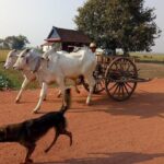 Rice Fields & Rural Villages Tour - Why This Tour Is Worth Considering