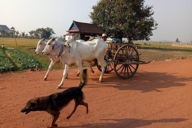 Rice Fields & Rural Villages Tour - Why This Tour Is Worth Considering