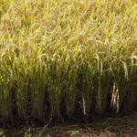 Rice Paddy Art Half day tour in Aomori - Frequently Asked Questions