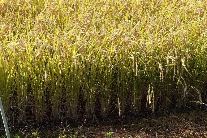 Rice Paddy Art Half day tour in Aomori - Frequently Asked Questions