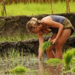 Rice Plantation Experience in Bhaktapur - The Practical and Cost-Effective Aspect