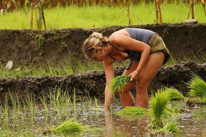 Rice Plantation Experience in Bhaktapur - The Practical and Cost-Effective Aspect