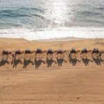 Ride the Wild Camel Safari and Off Road Rush - Final Thoughts: Is This Tour Worth It?