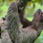 Rio Celeste Waterfall Plus Sloths and wildlife Sanctuary - Transportation and Timing