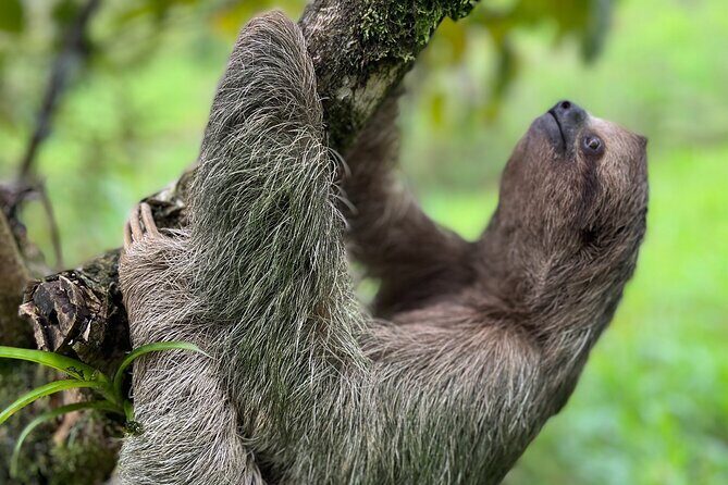 Rio Celeste Waterfall Plus Sloths and wildlife Sanctuary - Transportation and Timing