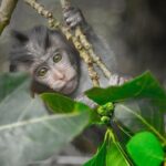 River Rafting Down the Ayung and Sacred Monkey Forest - Detailed Breakdown of the Itinerary