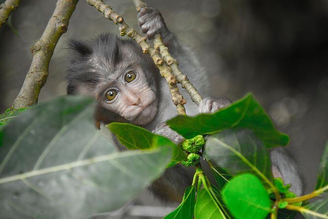 River Rafting Down the Ayung and Sacred Monkey Forest - Detailed Breakdown of the Itinerary