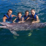 Riviera Maya: Swimming Experience with Dolphins - Key Points