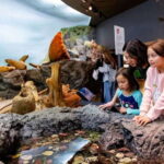 Royal B.C. Museum in Victoria: Full-Day Admission Ticket - Highlights That Make the Museum Special