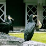 Royal Fishermen's Restaurant and Cormorant Fishing Tour - The Itinerary: How the Day Unfolds