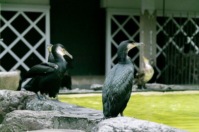 Royal Fishermen's Restaurant and Cormorant Fishing Tour - The Itinerary: How the Day Unfolds