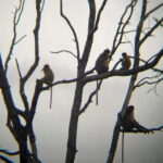 Sabah: Weston Wetland River Cruise with Dinner - Practical Details and What to Expect