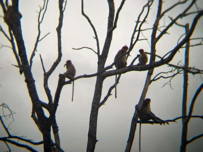 Sabah: Weston Wetland River Cruise with Dinner - Practical Details and What to Expect