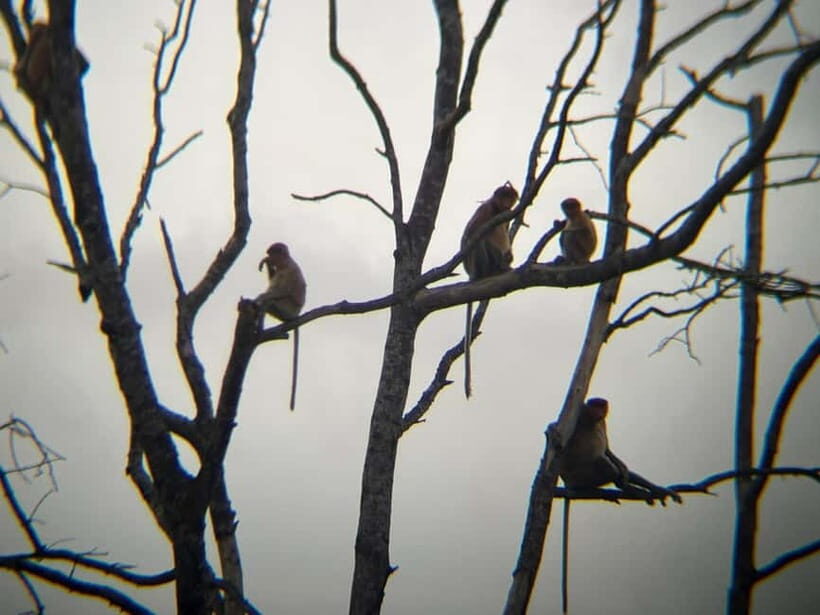 Sabah: Weston Wetland River Cruise with Dinner - Practical Details and What to Expect