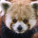 Sacramento Zoo General Admission Ticket - Why the Sacramento Zoo Is a Good Value