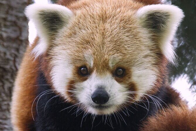 Sacramento Zoo General Admission Ticket - Why the Sacramento Zoo Is a Good Value