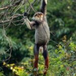 Safari - Finding the most endangered monkey in the World - The Sum Up: Is It Worth It?