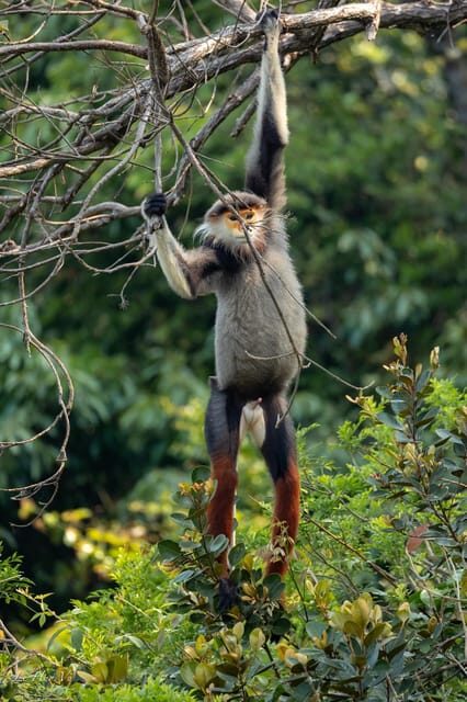 Safari - Finding the most endangered monkey in the World - The Sum Up: Is It Worth It?