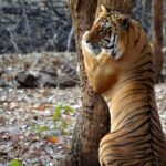 Safari in Pench National Park - Authentic Encounters and Practical Tips