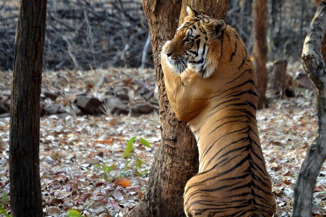 Safari in Pench National Park - Authentic Encounters and Practical Tips