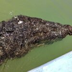 Safari in Rio Lagartos, Coloradas and Mayan Bath - Who Should Consider This Tour