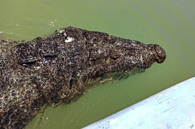 Safari in Rio Lagartos, Coloradas and Mayan Bath - Who Should Consider This Tour