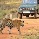 Safari in Tadoba National Park: Wilderness Roar from Nagpur - Final Thoughts