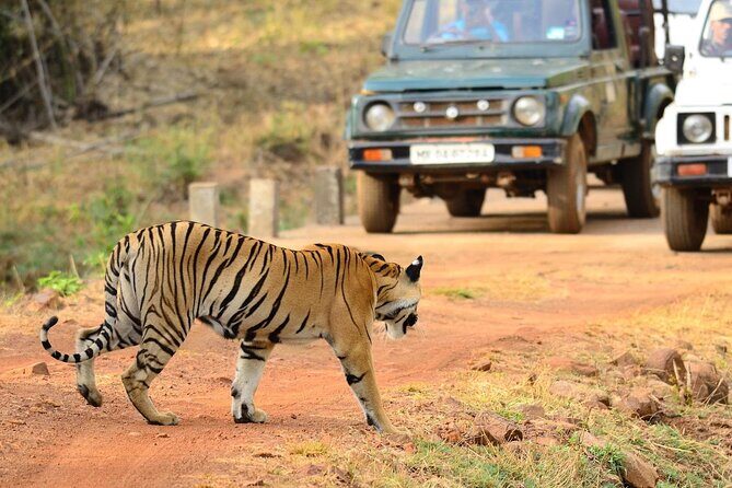 Safari in Tadoba National Park: Wilderness Roar from Nagpur - Final Thoughts