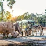 Safari Phu Quoc Ticket With Roundtrip Transfer - A Deep Dive into the Vinpearl Safari Phu Quoc Experience