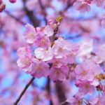 Sakura Cherry Blossom Full Day Walking Tour with Local Guide - Who Should Consider This Tour?