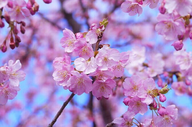 Sakura Cherry Blossom Full Day Walking Tour with Local Guide - Who Should Consider This Tour?