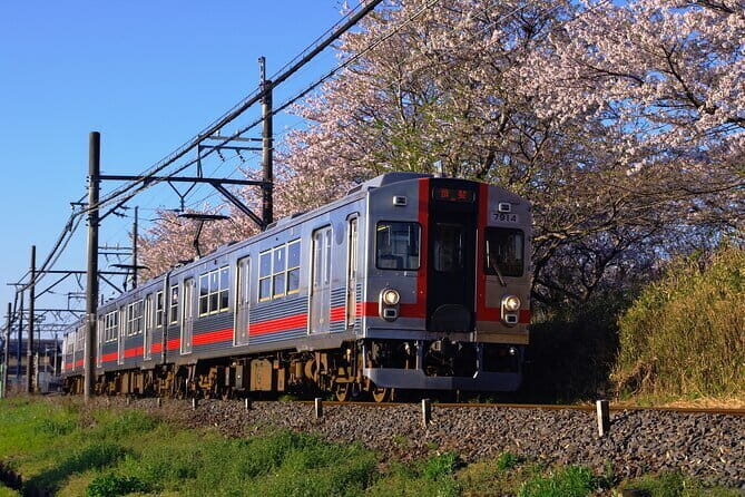 Sakura Magic and Nabana No Sato Day Tour From Osaka - FAQ