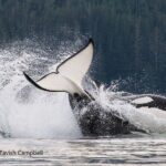 Salish Sea Whale Watching Tour in Campbell River - Value and Pricing