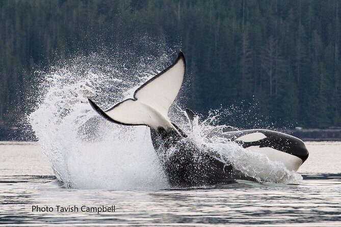 Salish Sea Whale Watching Tour in Campbell River - Value and Pricing