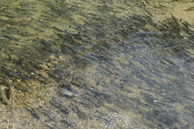 Salmon Watching Experience - Price and Value: Does it Merit Its Cost?