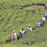 Samdakphu View trek - What Makes This Trek Valuable