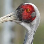 Same Day Jeep Safari For Blackbuck At National Chambal Sanctuary From Agra - Practical Aspects and Value