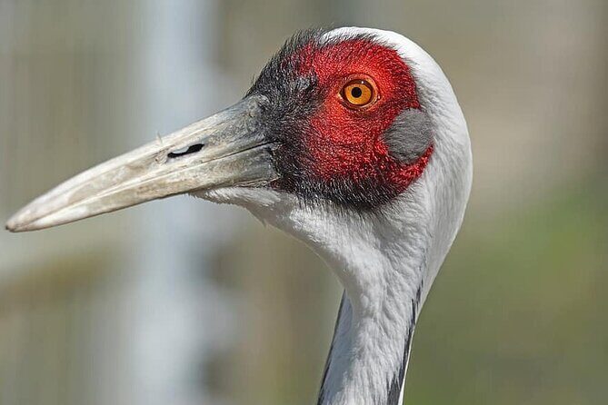 Same Day Jeep Safari For Blackbuck At National Chambal Sanctuary From Agra - Practical Aspects and Value
