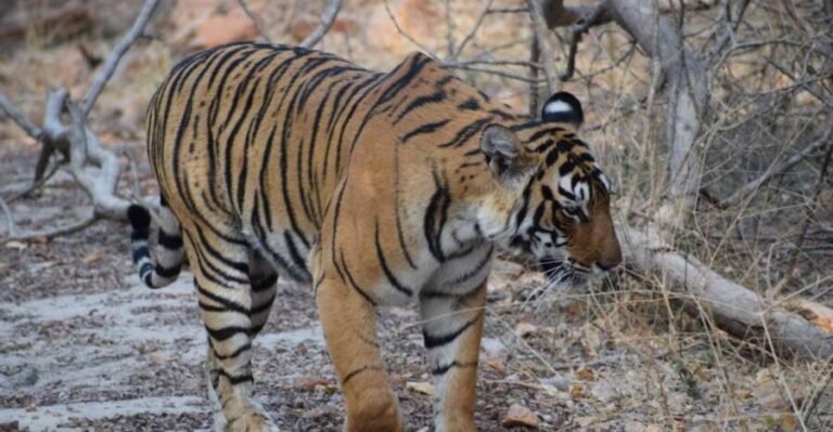 Same Day Ranthambhore WildLife Tour From Jaipur - What Travelers Say