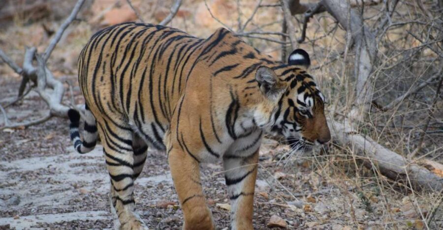 Same Day Ranthambhore WildLife Tour From Jaipur - What Travelers Say