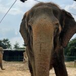 Same Day Tajmahal at Sunrise and SOS wildlife sanctuary tour - The Practicalities: What You Need to Know