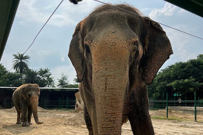 Same Day Tajmahal at Sunrise and SOS wildlife sanctuary tour - The Practicalities: What You Need to Know