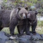 Same day Tajmahal tour with SOS Elephant/Bear wildlife Sanctuary - Who will appreciate this tour?