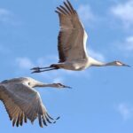 Same Day Trip To National Chambal Sanctuary From Agra - Exploring the Itinerary in Detail